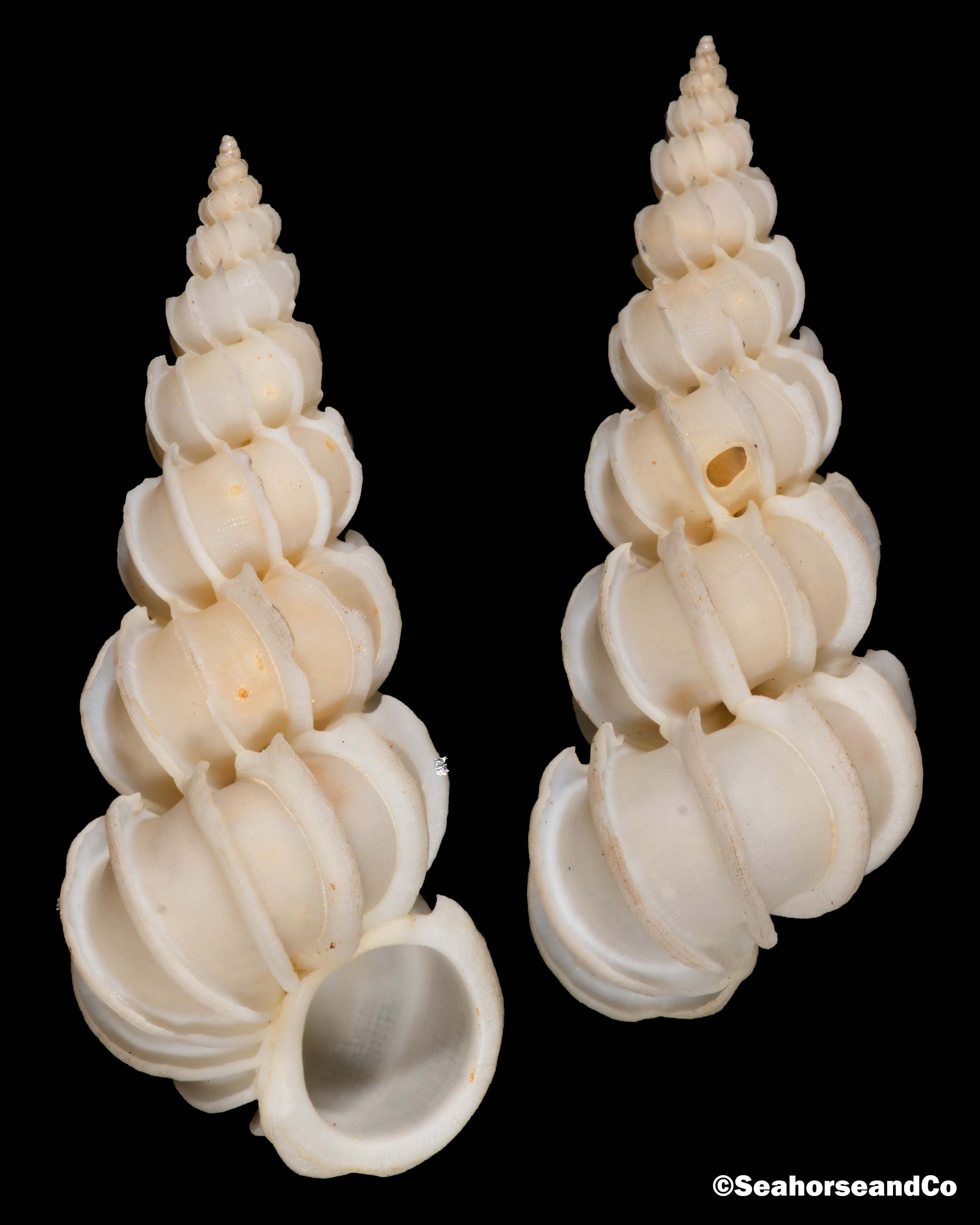 Tooth-rib Wentletrap: Epitonium denticulatum (G. B. Sowerby II, 1844)