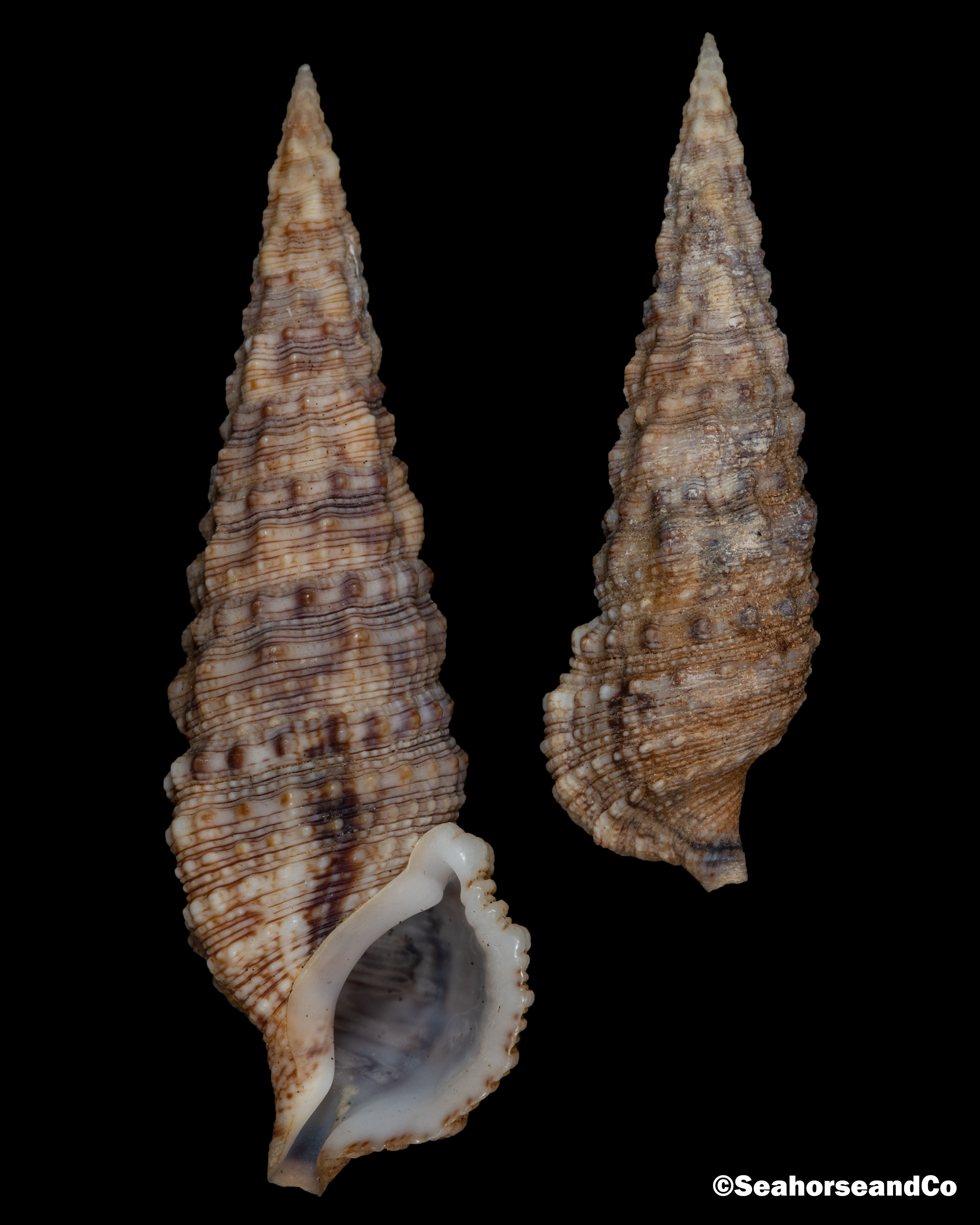 Dark Cerith: Cerithium atratum (Born, 1778)
