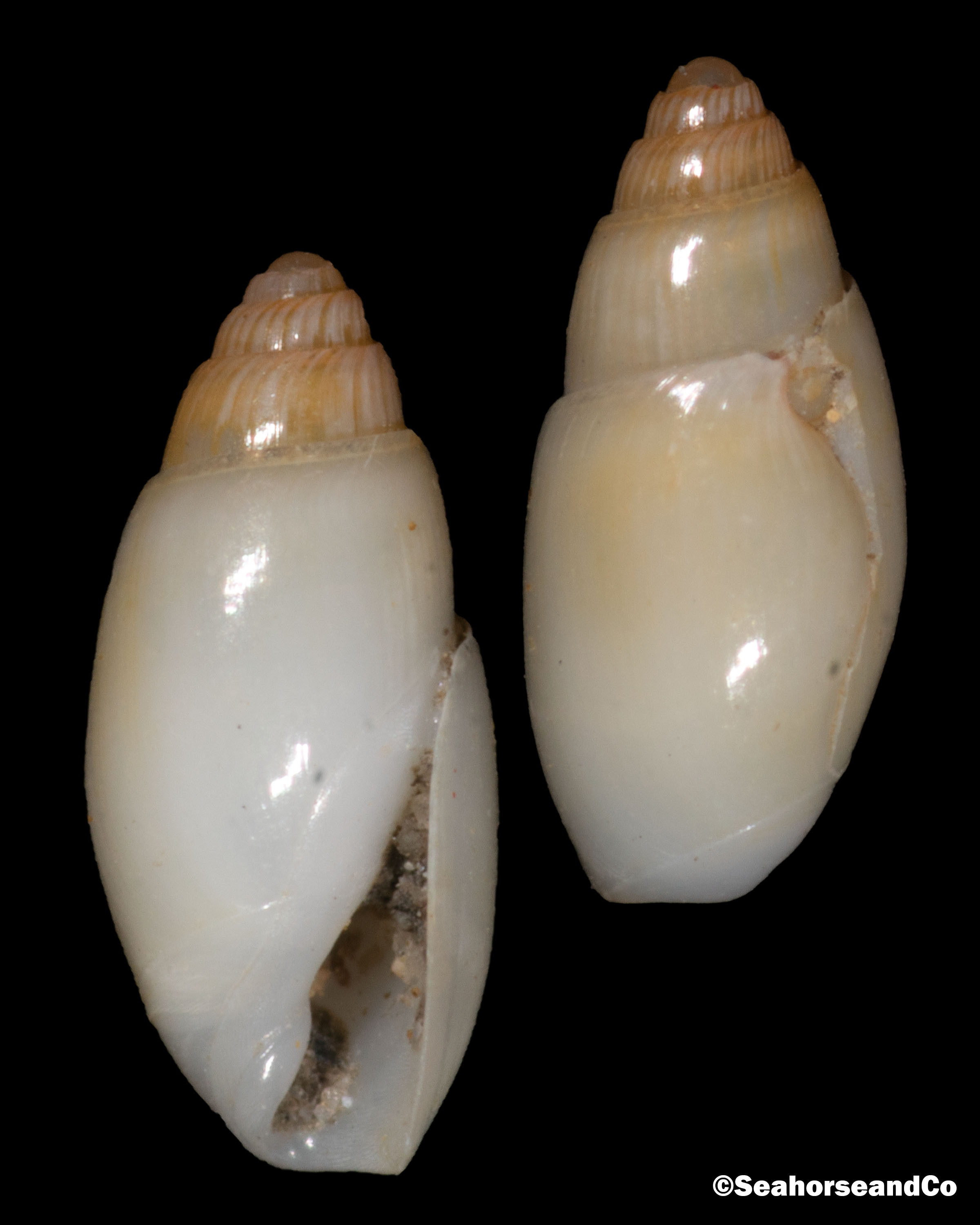 Puzzling Dwarf Olive: Olivella perplexa Olsson, 1956