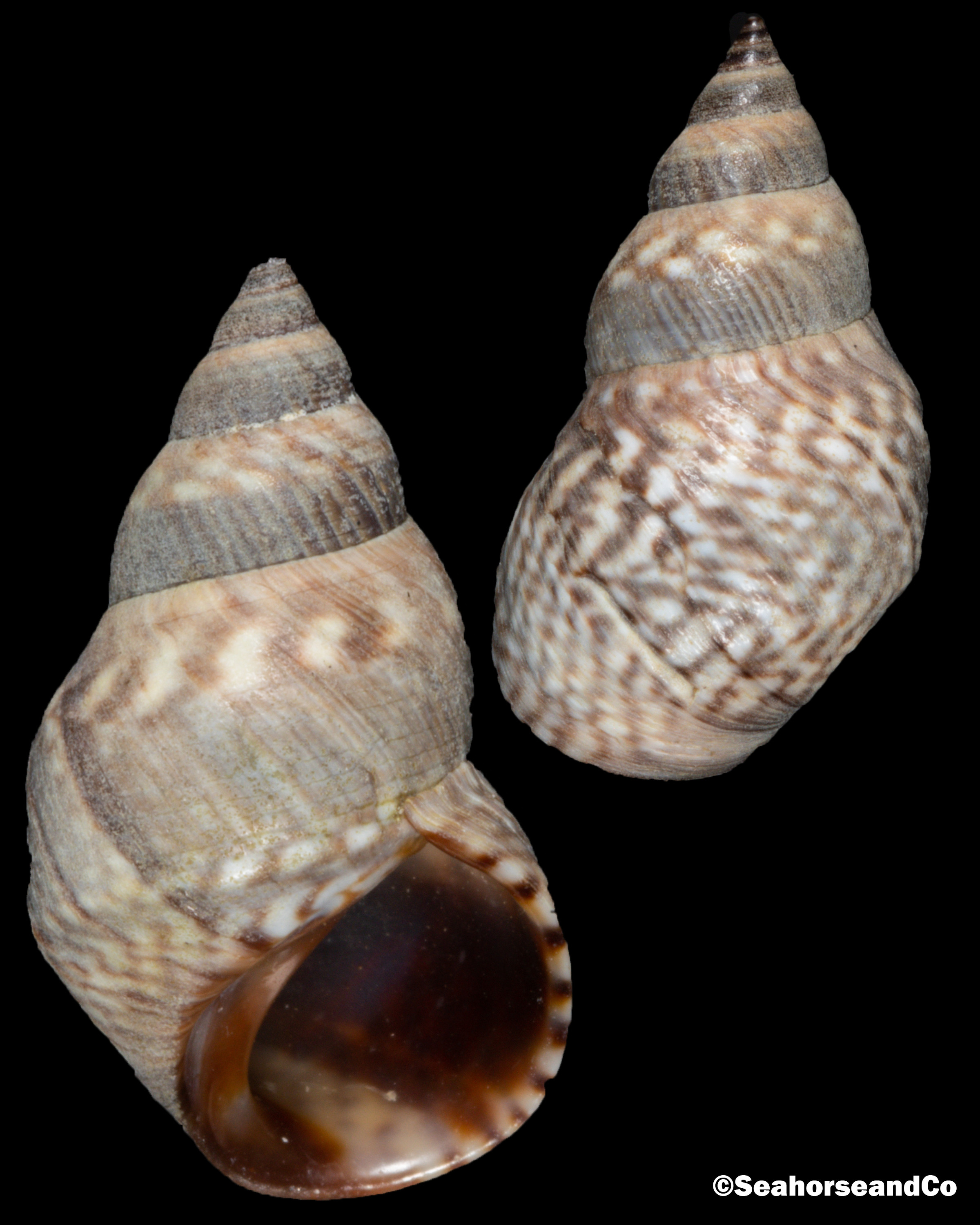 Interrupted Periwinkle