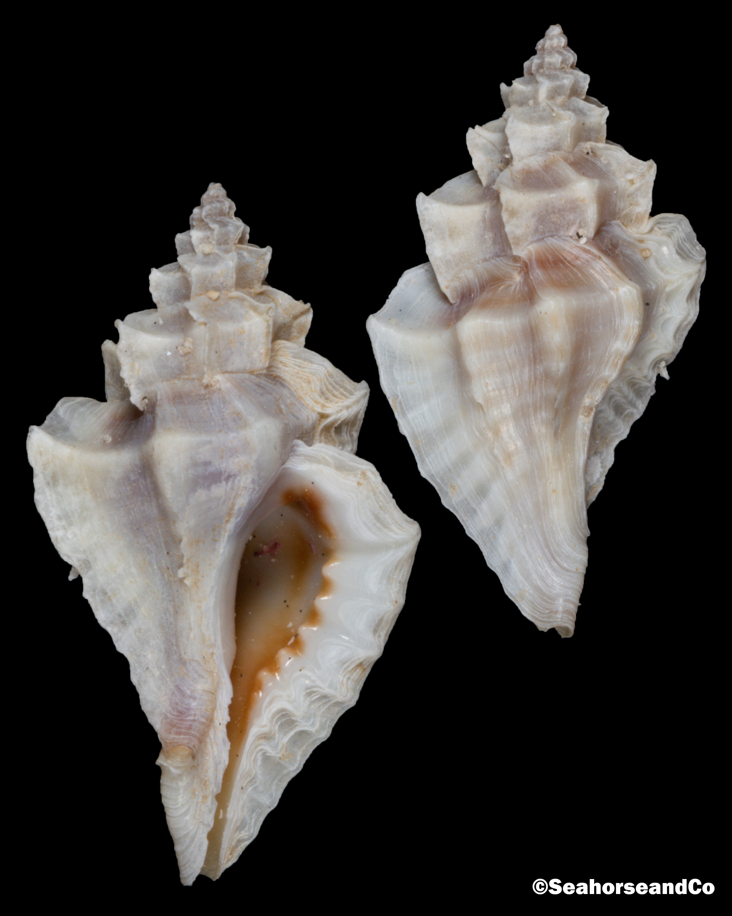 Sharp-rib Drill: Eupleura sulcidentata Dall, 1890