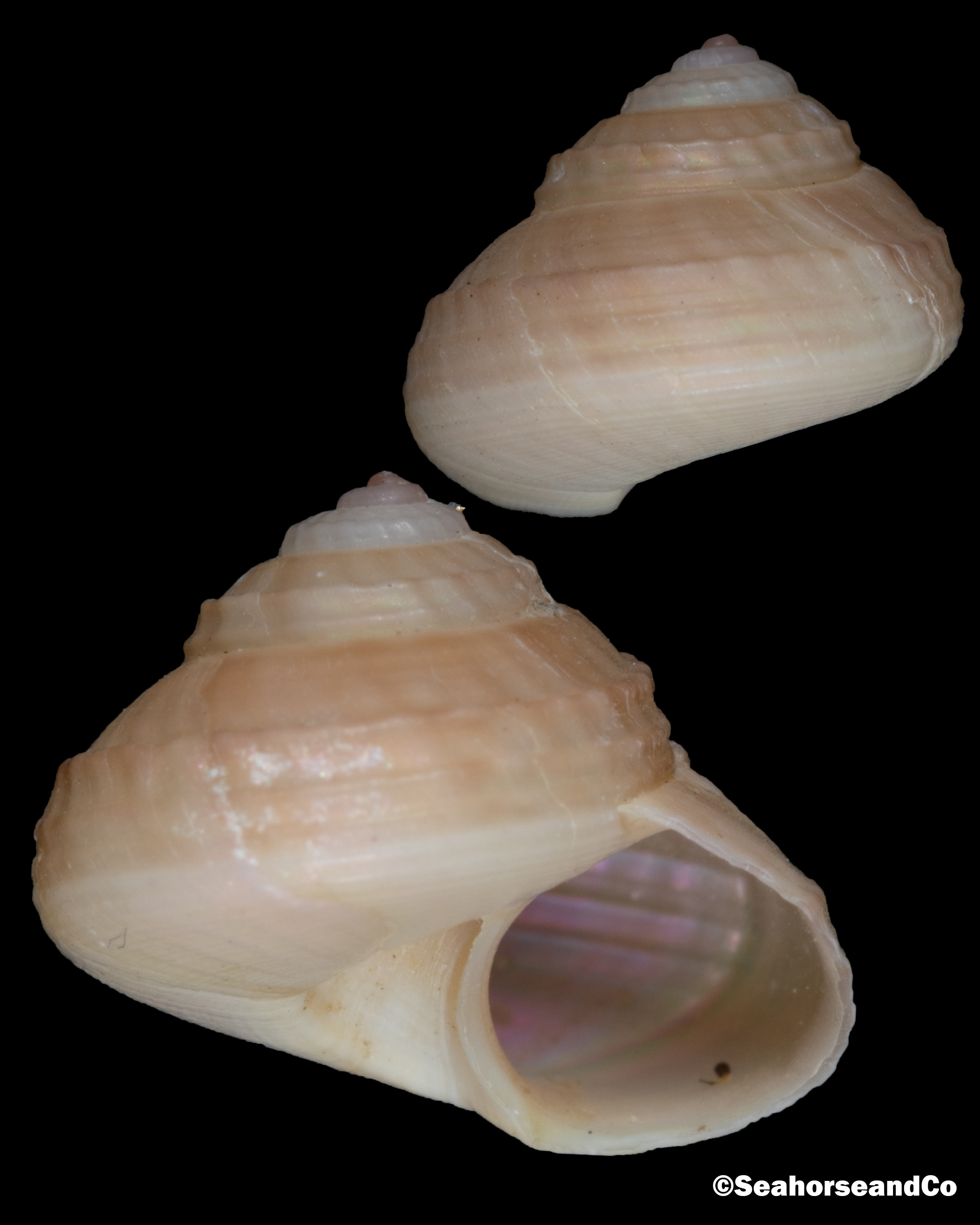 Obscure Solarelle: Solariella obscura (Couthouy, 1838)