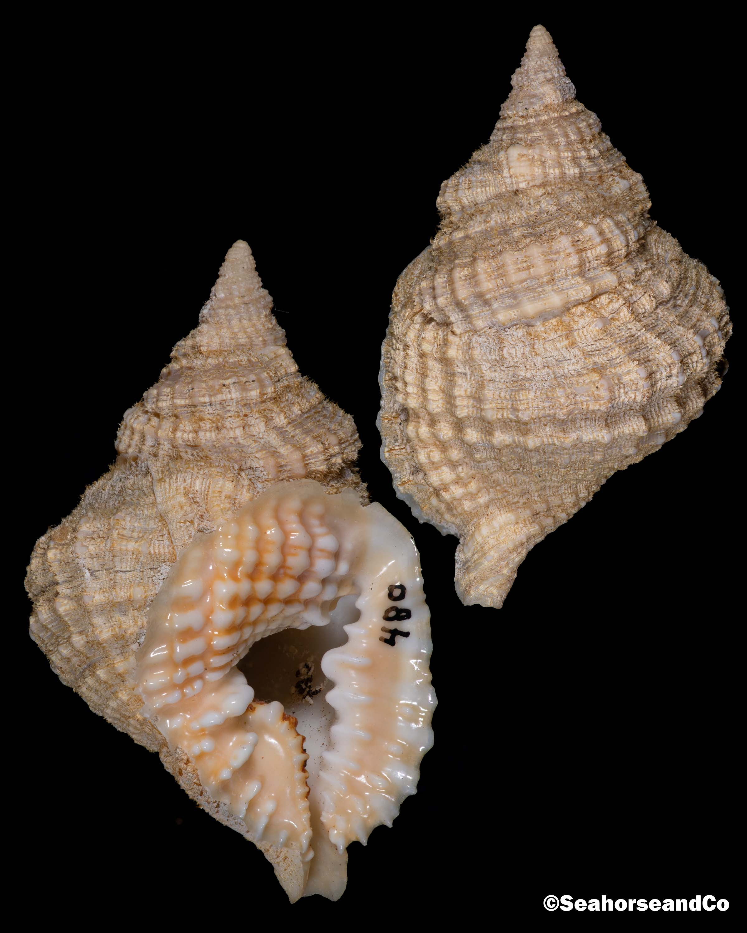 McGinty's Distorsio: Distorsio mcgintyi W. K. Emerson & Puffer, 1953