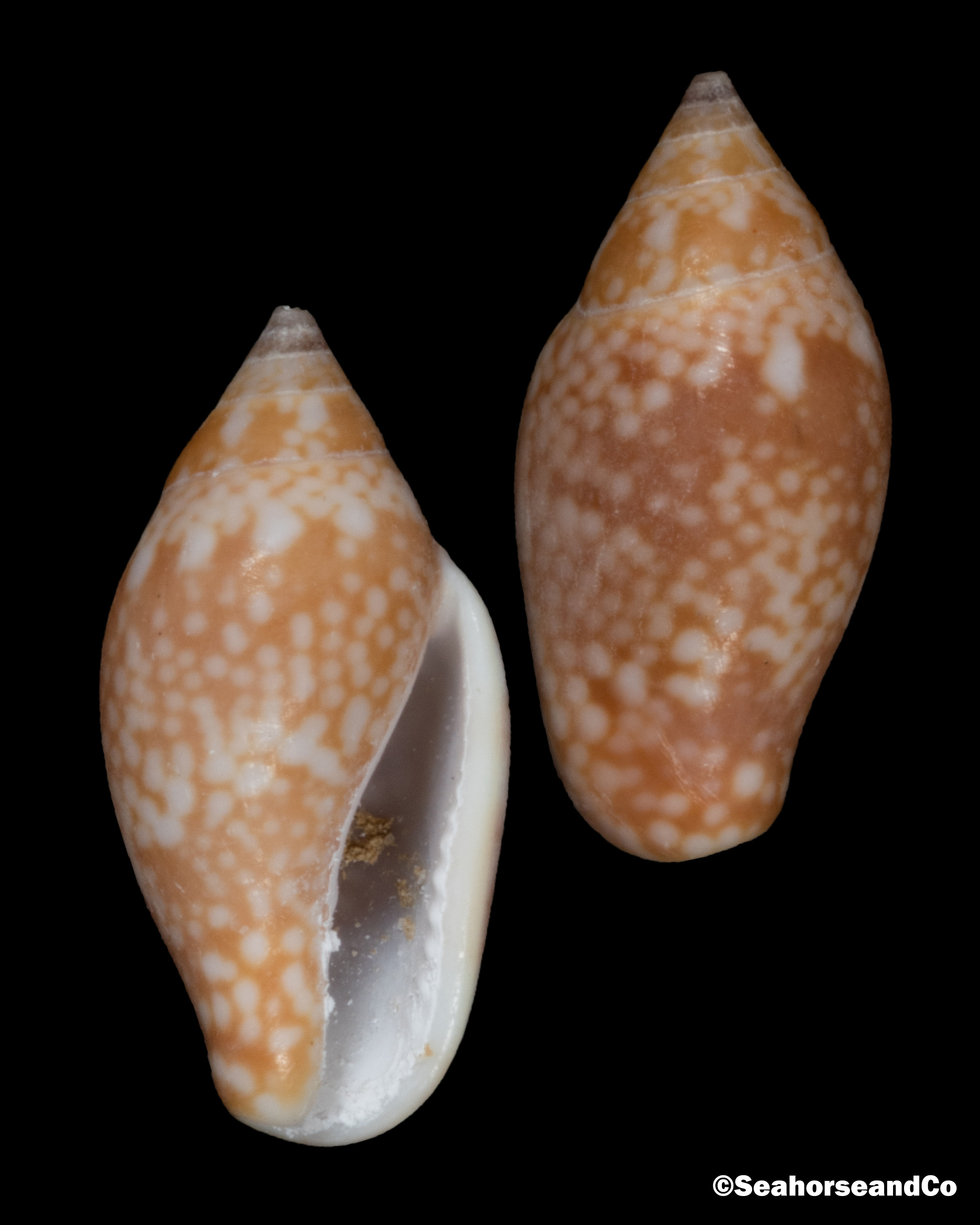 Glossy Dove Shell: Nitidella nitida (Lamarck, 1822)