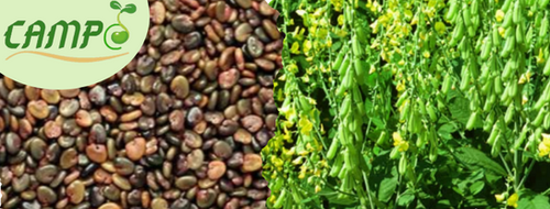 Semente Crotalária Spectabilis - Embalagem 25 kg | Camp Sementes