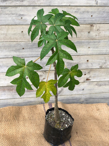 PAPAYA - MOUNTAIN (Vasconcellea pubescens) | Subtropica