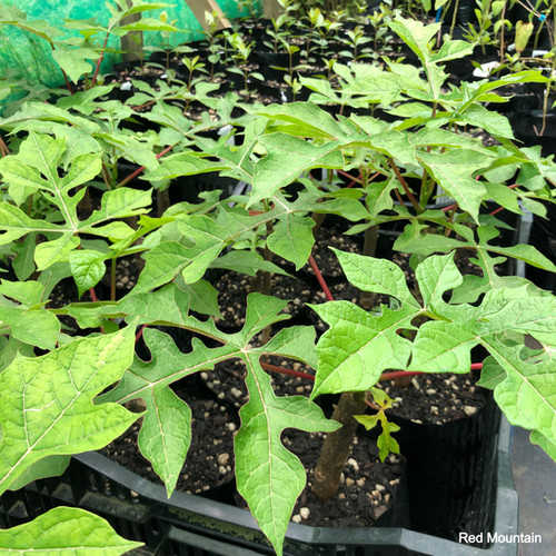 PAPAYA - MOUNTAIN RED (Vasconcellea spp.) | Subtropica