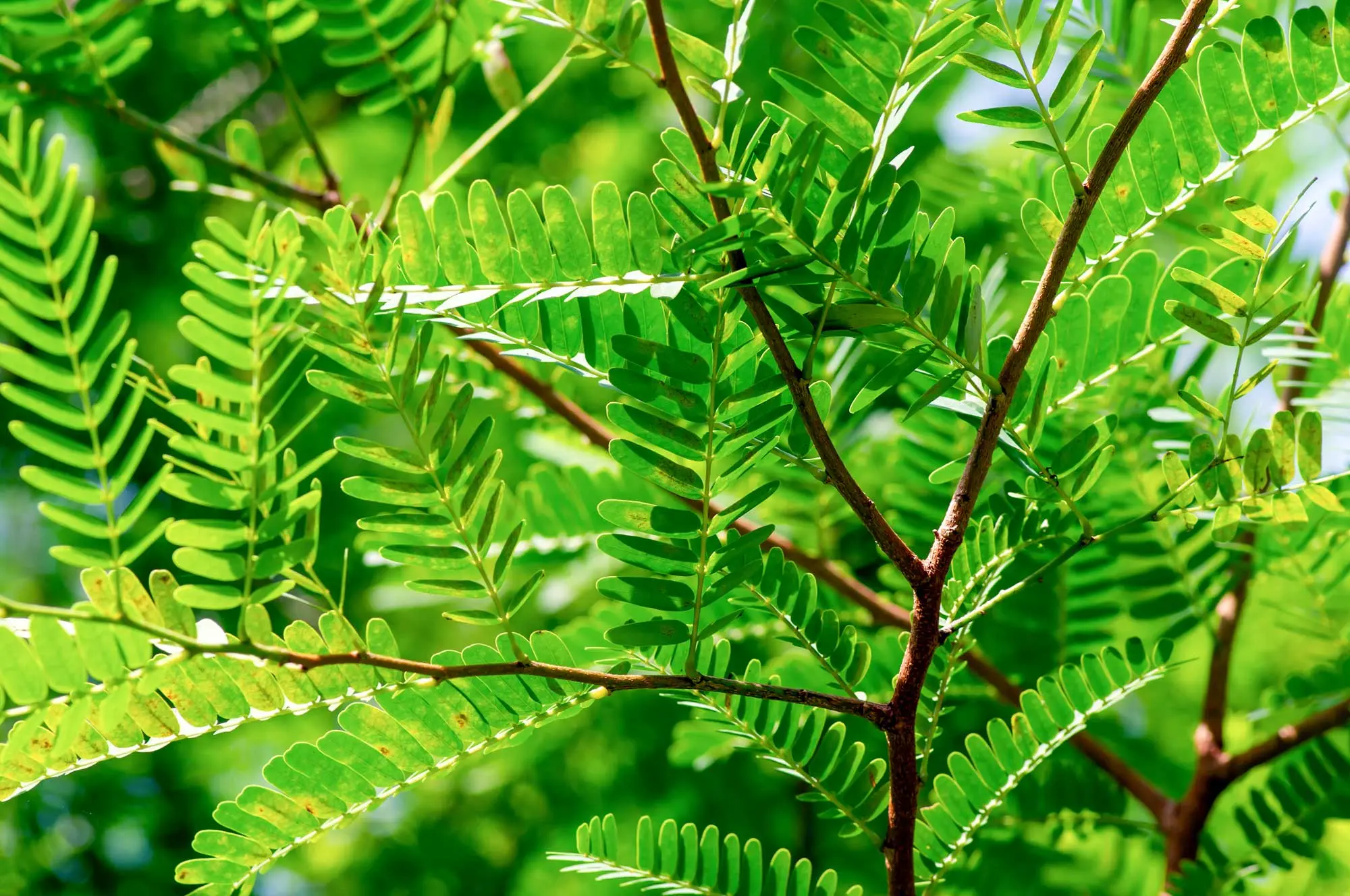 TAMARIND (Tamarindus indica) | Subtropica
