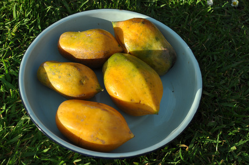 PAPAYA - MOUNTAIN (Vasconcellea pubescens) | Subtropica