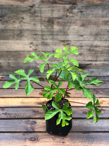 PAPAYA - MOUNTAIN RED (Vasconcellea spp.) | Subtropica