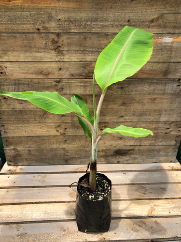 BANANA - AUSTRALIAN LADY FINGER | Subtropica