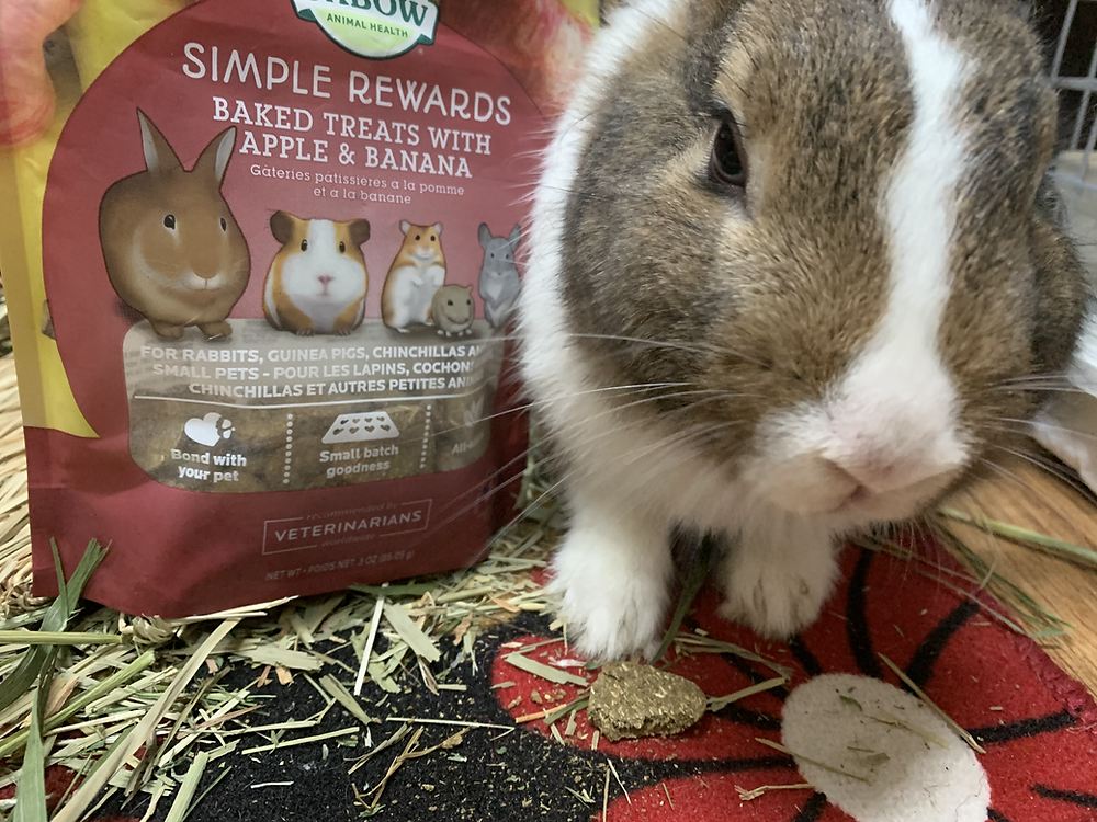 Top 5 Rabbit Snacks