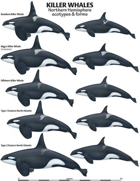 Killer Whale | Orca - Orcinus orca