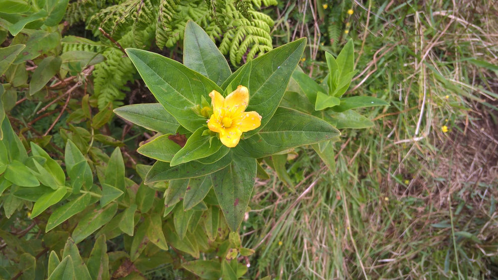 Gallery of Azorean plants