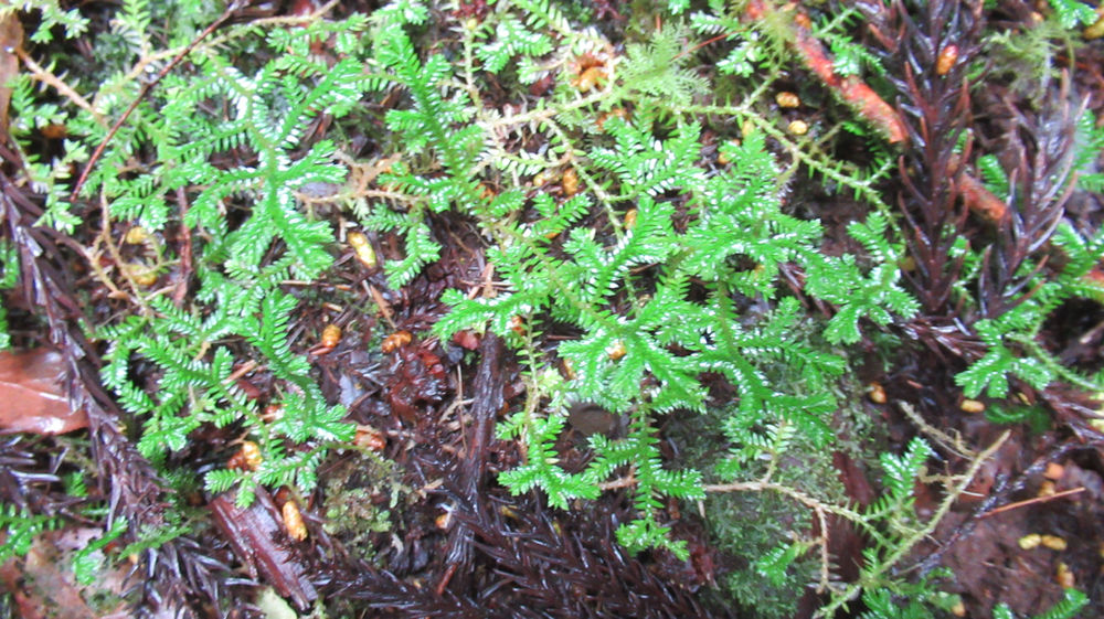 Gallery of Azorean plants