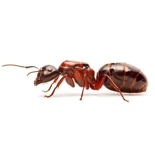 Camponotus novaeboracensis (Red Carpenter Ants) | FormiCanada