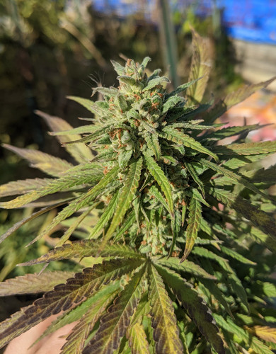 Congo Express | Mythical Selections