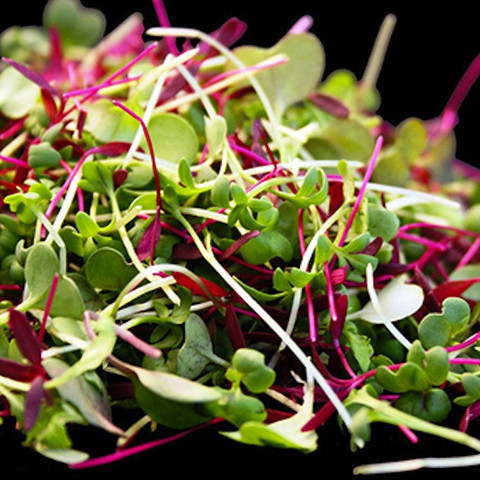 Microgreens- Choose Variety | Farmer at the Door