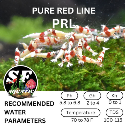 10 Crystal Red Shrimps - Mixed grade | ShrimpRack