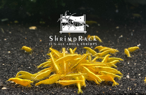 10 Yellow Golden Back Shrimps | ShrimpRack