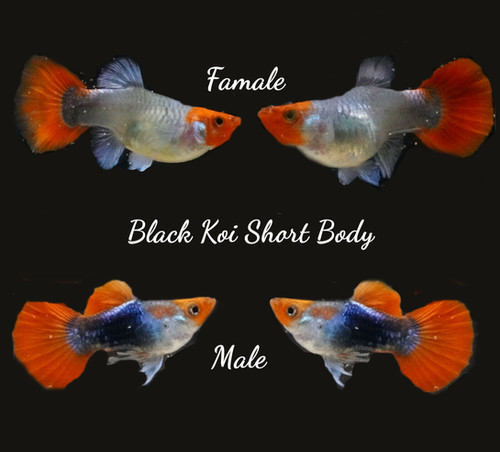 Koi Black Short Guppies | ShrimpRack