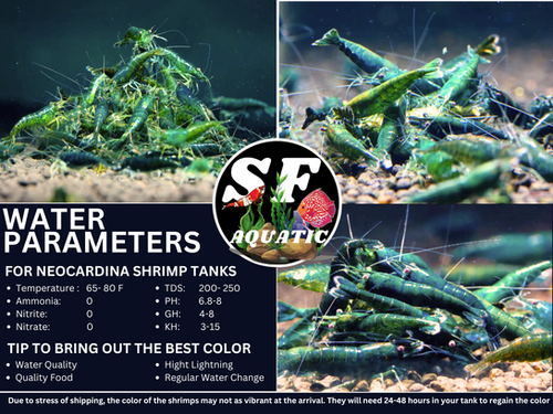 SF Aquatic™ 10 Green Diamond Neocaridina Shrimps | SF AQUATIC