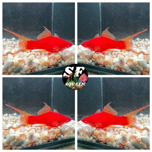 SF Aquatic™ 1 Pair Vampire Double Swordtail ( 1male, 1 female) | SF AQUATIC
