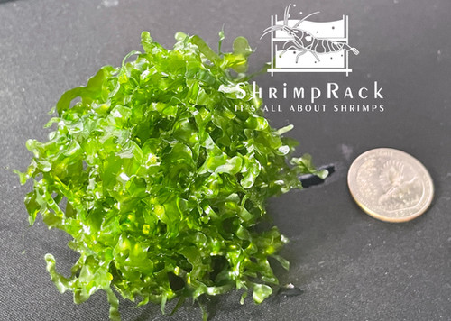 Subwassertang moss | ShrimpRack