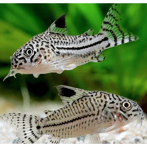 SF Aquatic™ Julii Corydoras Catfish | SF AQUATIC
