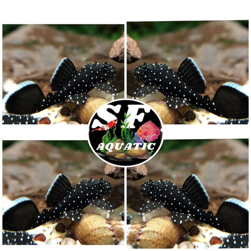 SF Aquatic™ Startlight Bristlenose Pleco L183 | SF AQUATIC