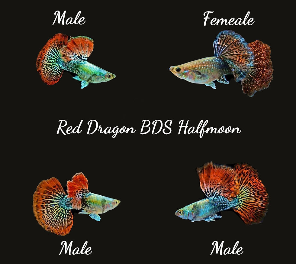 Red Dragon BDS Halfmoon Guppies | SF AQUATIC