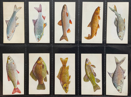 Carreras Black Cat Sports Fish Cigarette Cards | JSCards