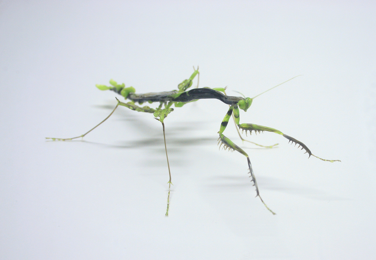 Insects Glass Sculpture by Yuki Tsunoda – Babylon Burning Media Center