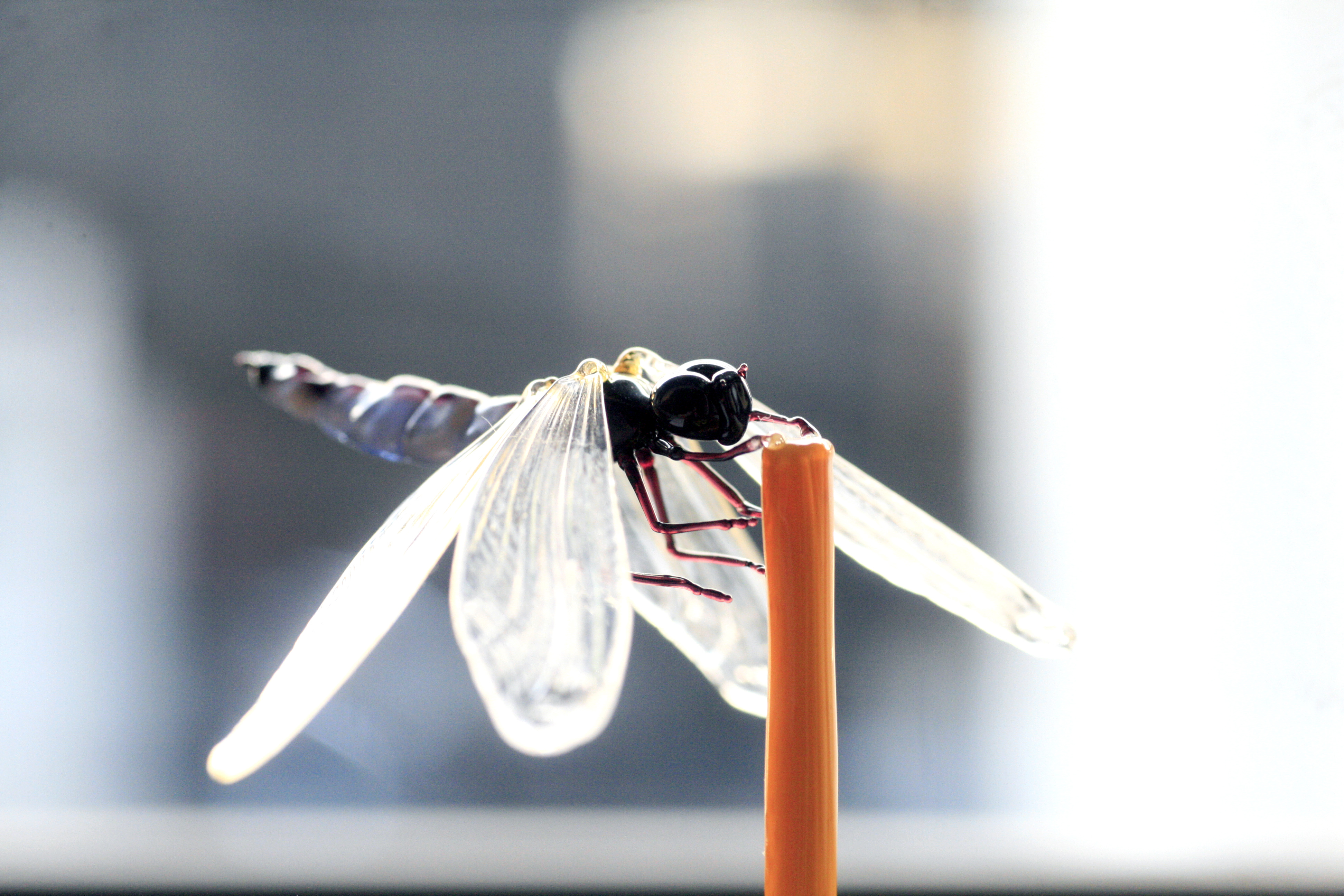 Insects Glass Sculpture by Yuki Tsunoda – Babylon Burning Media Center