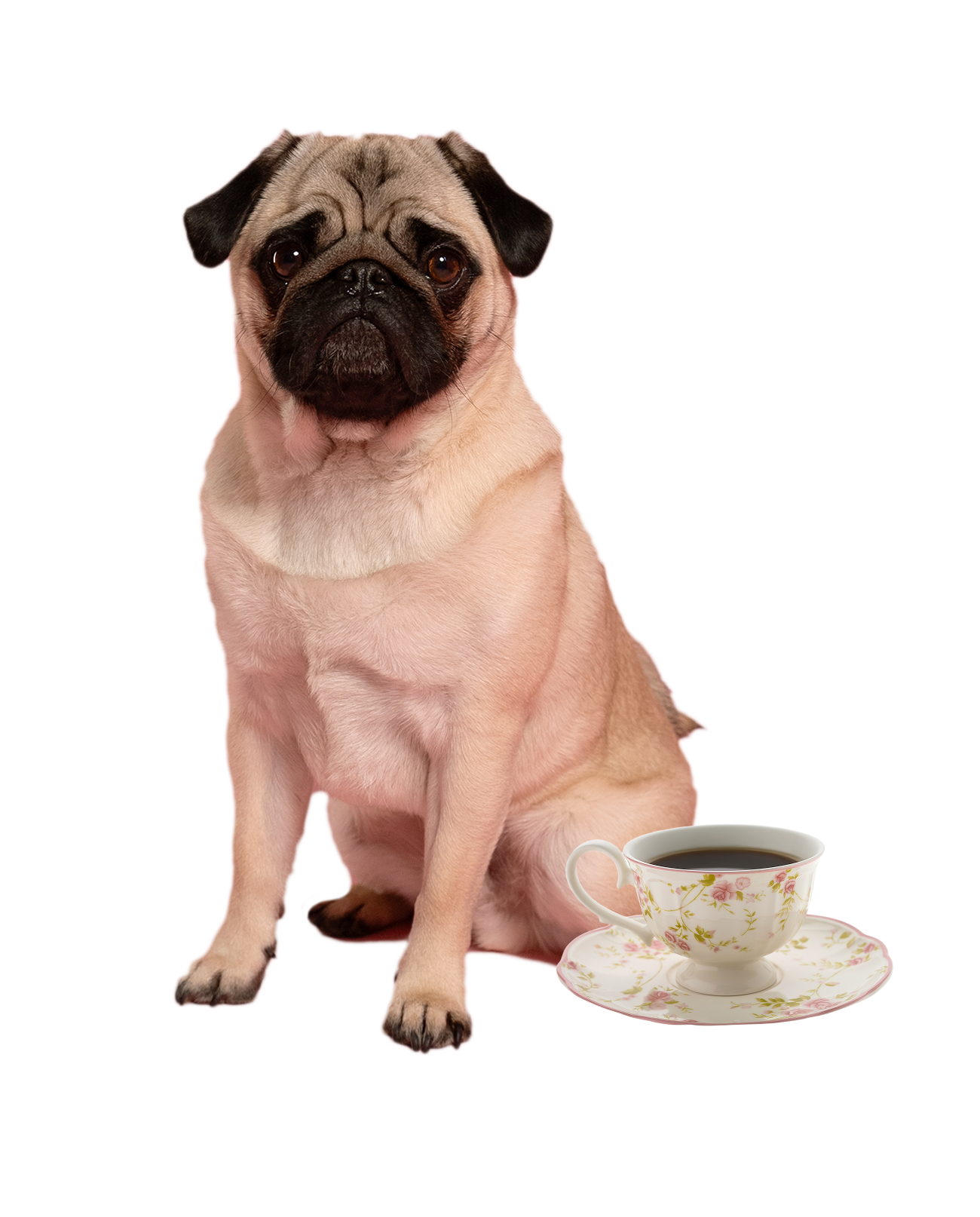 Manchester | CuppaPugMain