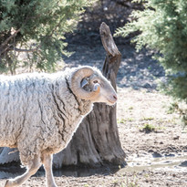 Pricing | Dunton Ranch