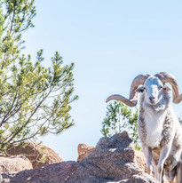 Pricing | Dunton Ranch