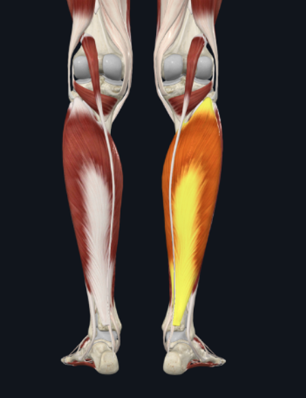 Understanding A Calf Muscle Injury