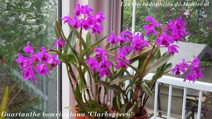 Orchidophiles de Montréal, saison 2022-2023 - Page 2