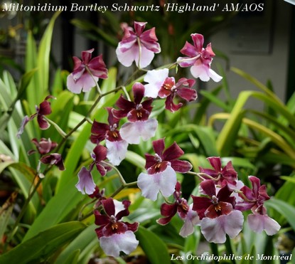 Orchidophiles de Montréal, saison 2022-2023 - Page 2