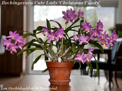 Orchidophiles de Montréal, saison 2022-2023 - Page 2