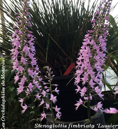 Orchidophiles de Montréal, saison 2022-2023 - Page 2