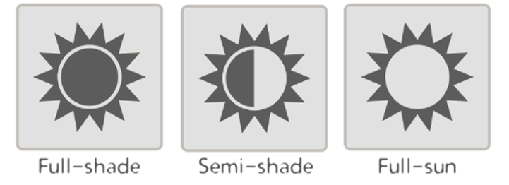 Choosing the right plants for shady gardens