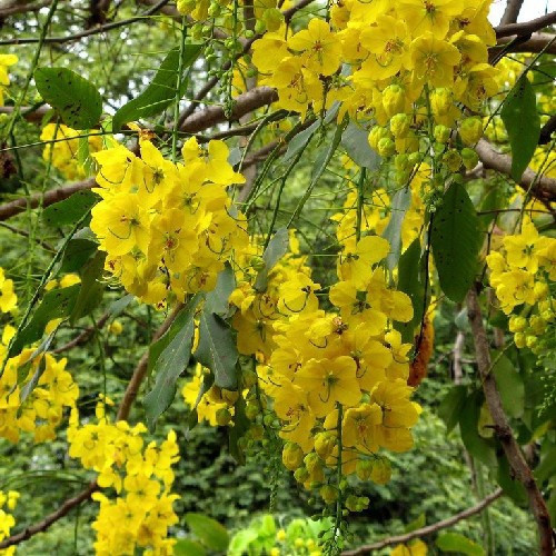Sarakondrai Tree/Golden shower Tree/Cassia fistula | icropagri