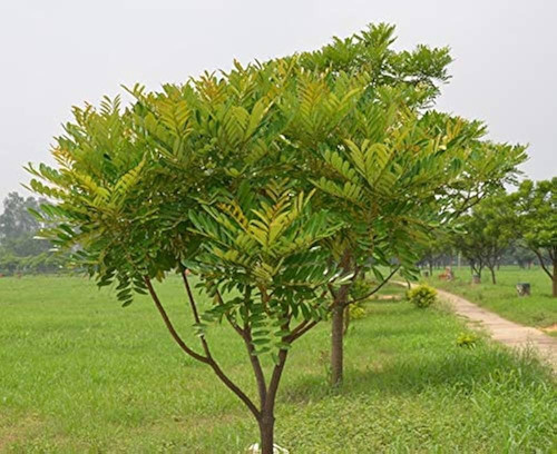 Paradise Tree/Sorgam Tree | icropagri