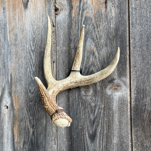 ANTLER ANCHOR™ | Extreme Element Outdoors