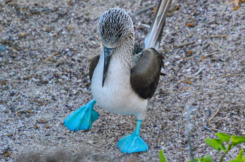 Blue Feet Photo | Trips of a Lifetime