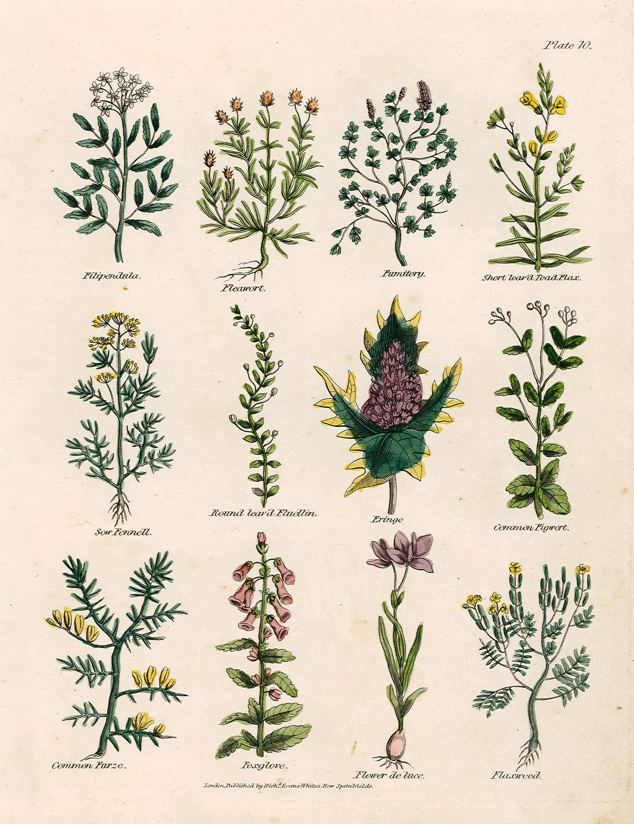 Filipendula, Pireotu, Şahtere Otu, Nevruz Otu, Rezene,Fuellin, Deniz ...