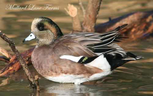 American Widgeon Pair