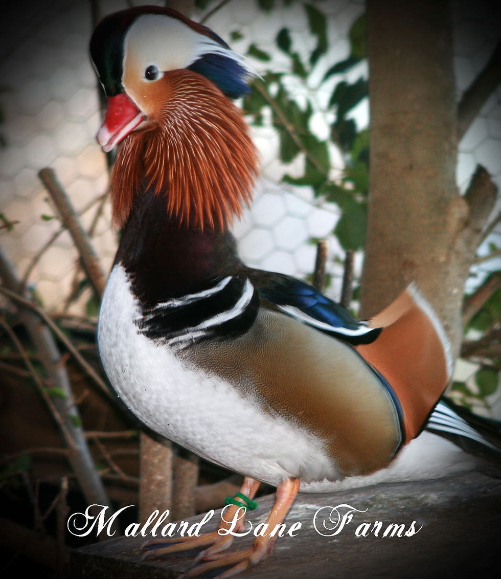 Mandarin ducks for sale - Mallard Lane Farms
